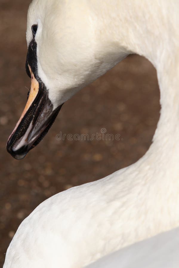 2,093 Swan Feet Stock Photos - Free & Royalty-Free Stock Photos from ...