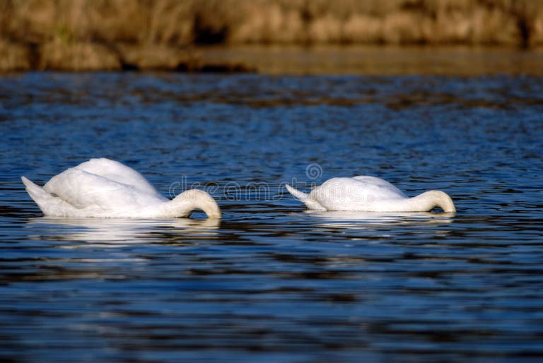 Swan stock photo. Image of chicken, beauty, amazing, natural - 2088466