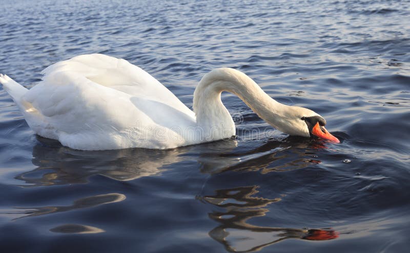 Swan stock image. Image of purity, peace, calm, ruffled - 19879257