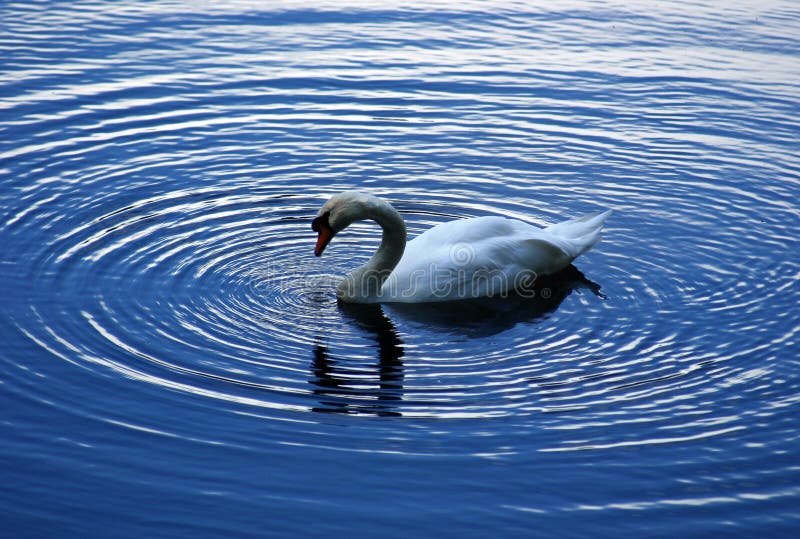 Swans in the Sea and Beautiful Sunset Stock Photo - Image of bright ...