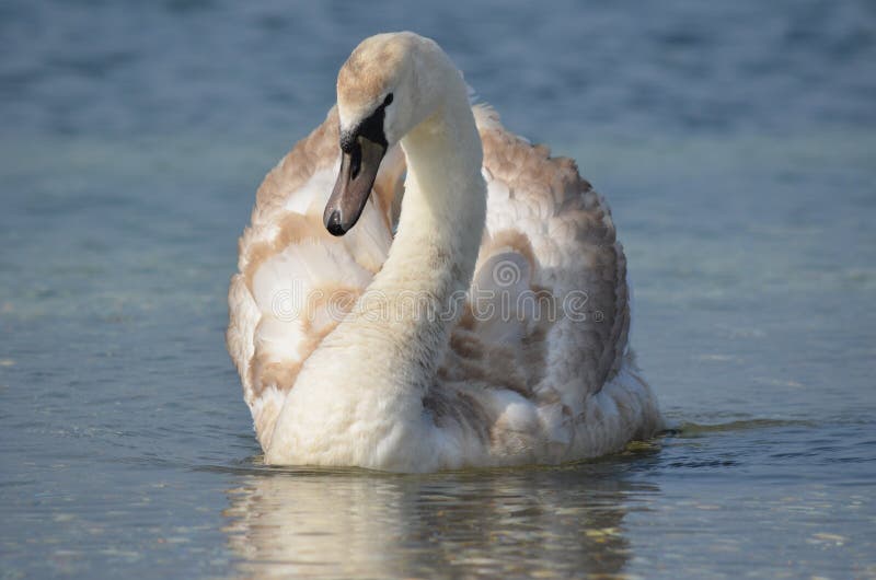 Swan stock photo. Image of white, black, brown, swan - 24018738