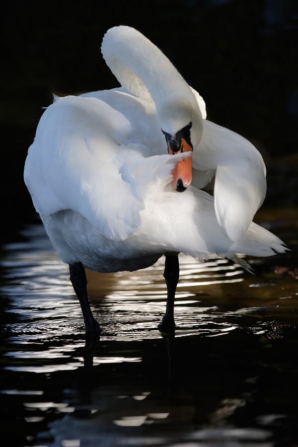 Swan stock image. Image of pond, prink, reflected, ripple - 29486573