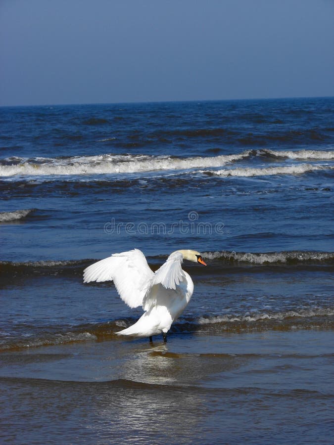 Scary Swan Stock Photos - Free & Royalty-Free Stock Photos from Dreamstime