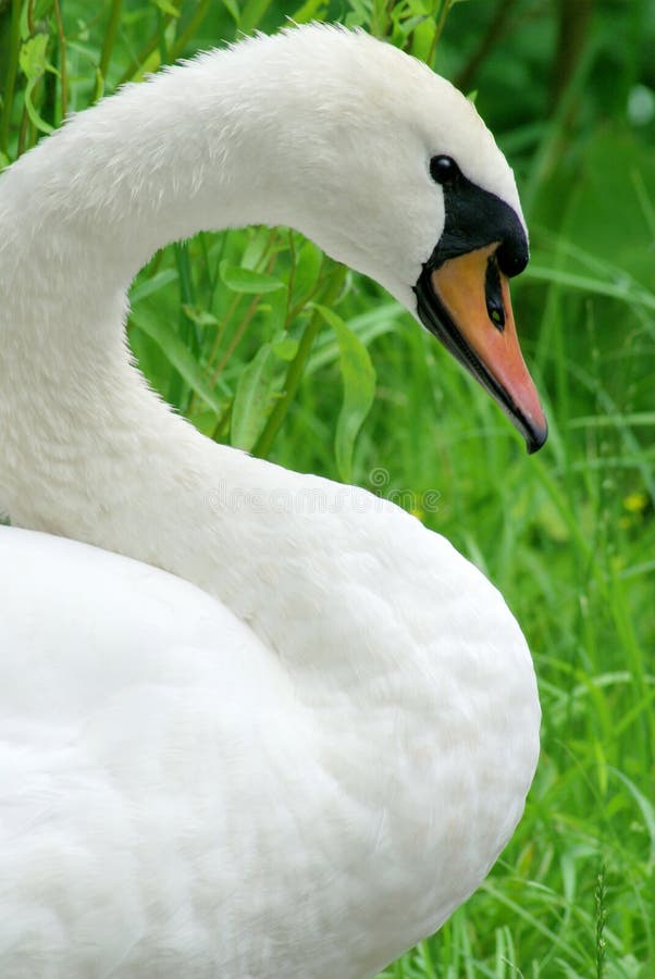 Swan stock photo. Image of plants, beautiful, fresh, swan - 3568182