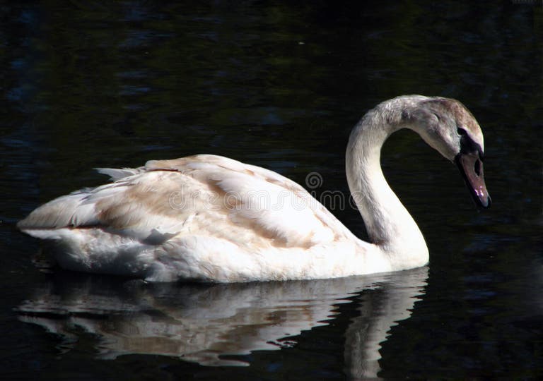478 Sad Swan Stock Photos - Free & Royalty-Free Stock Photos from ...