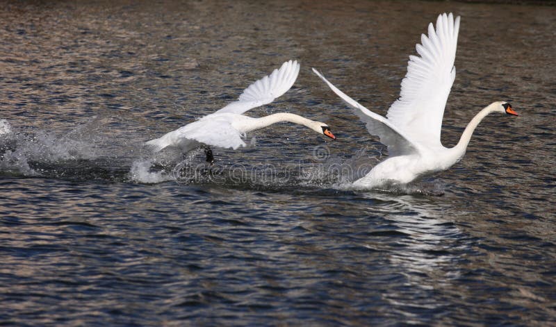 Swan stock photo. Image of bird, lovely, peaceful, grace - 4768392