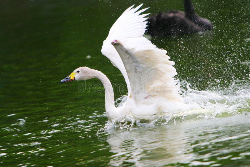 Swan stock image. Image of beaked, menagerie, bird, play - 5310005