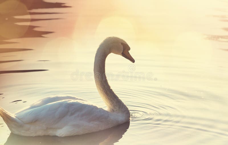 Swan bird stock photo. Image of wild, ripple, flying - 23547070