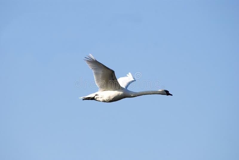 Swan stock photo. Image of amore, elegance, heaven, love - 7977518