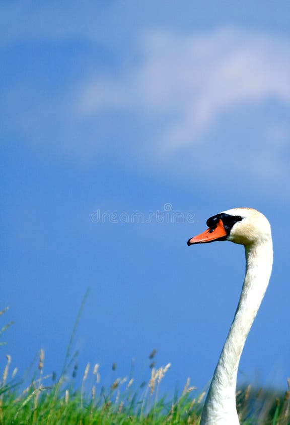 Swan stock image. Image of swan, power, habitat, blue - 9177375