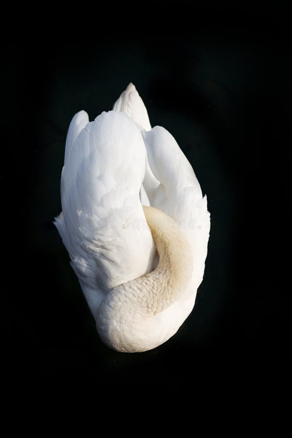 Swan stock image. Image of peace, elegance, lovely, purity - 9305733