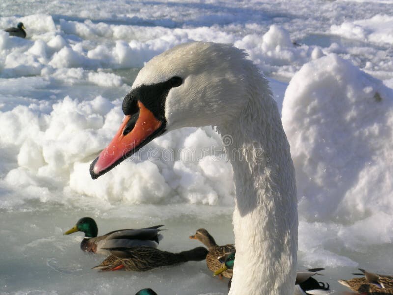 Swan stock photo. Image of europe, wildlife, polish, coast - 977934