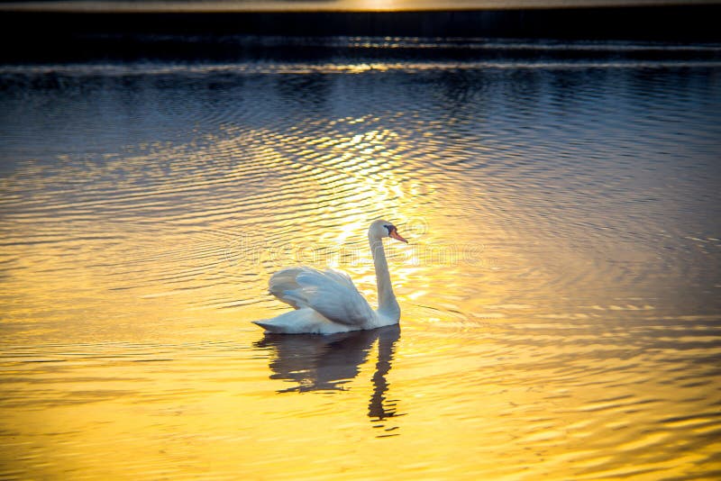 Swan Alone at the Sunset in Lake Stock Image - Image of graceful ...