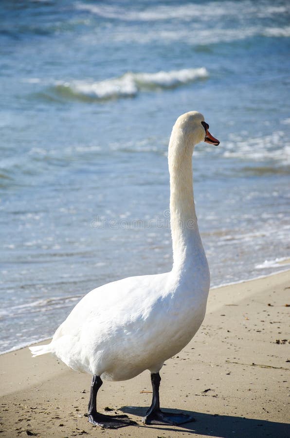 Swan stock photo. Image of beautiful, seagulls, love - 81112686