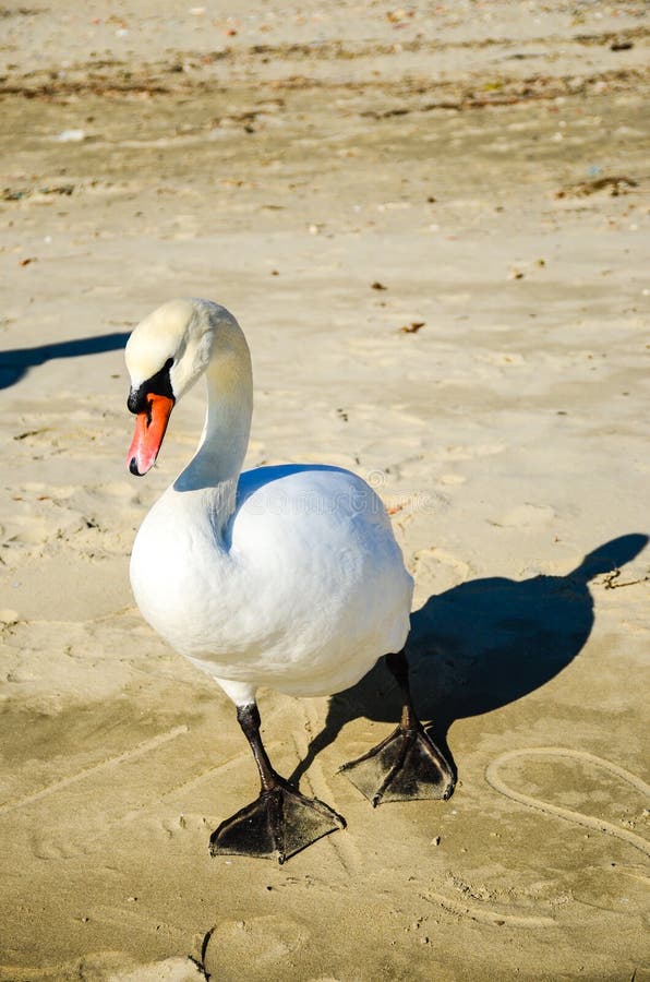 Swan stock photo. Image of swim, outdoor, nature, bird - 81124764