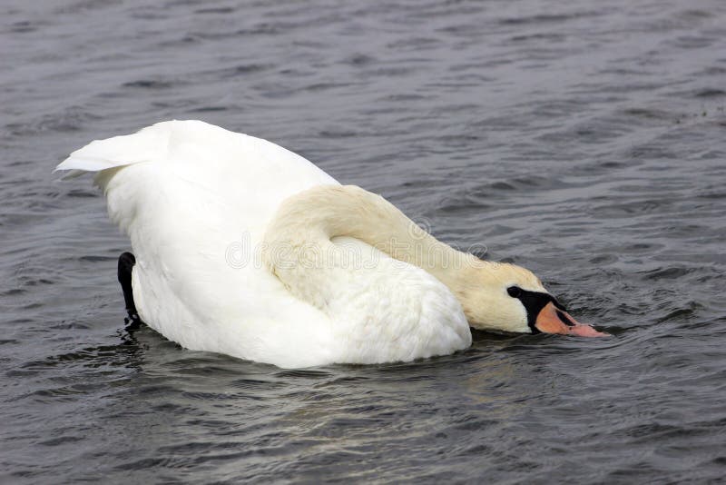Swan with arched neck stock image. Image of neck, arched - 44521131