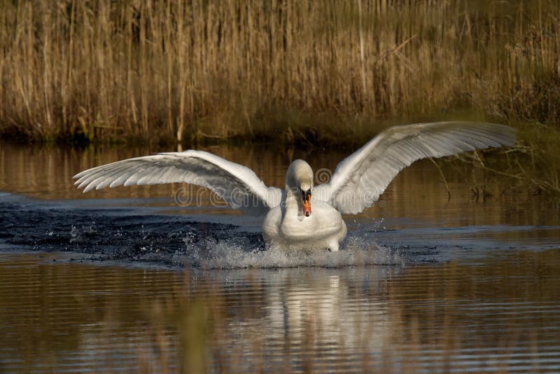 Swan attack stock image. Image of aggression, temper - 23647115