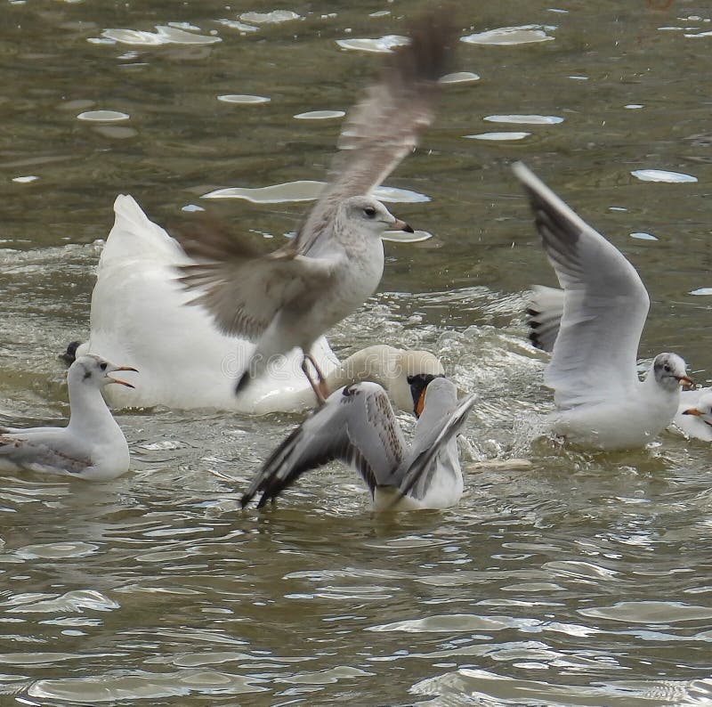 Swan attack stock image. Image of curious, beak, swam - 20115403