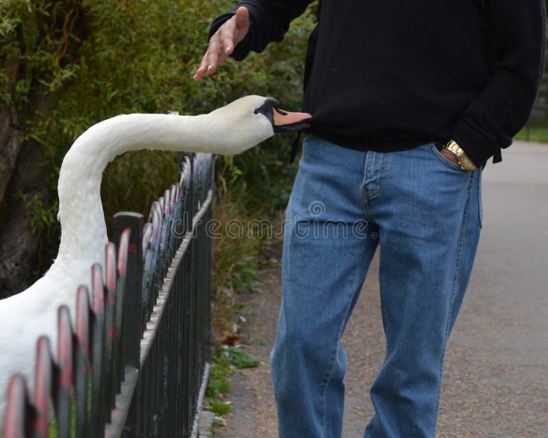 Swan attack stock image. Image of curious, beak, swam - 20115403