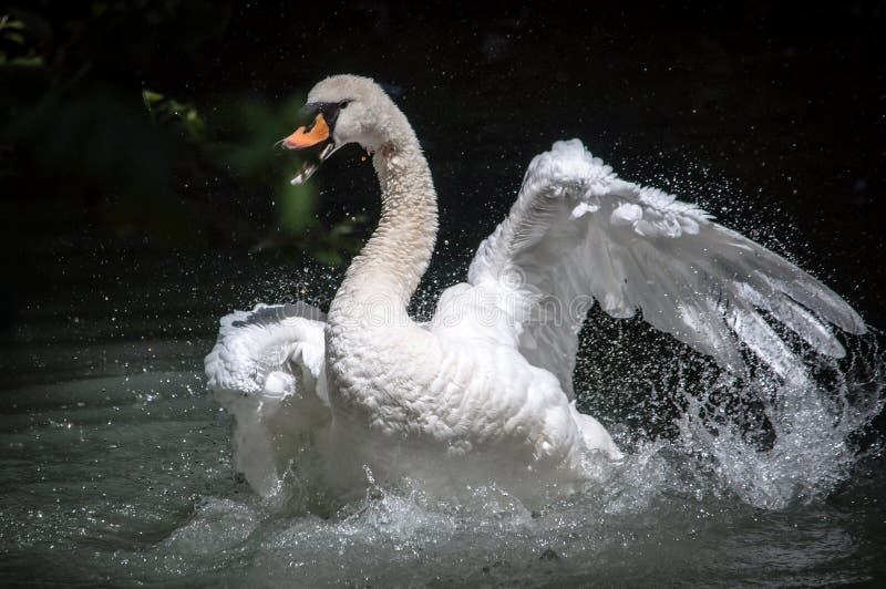 Mute Swan Attack