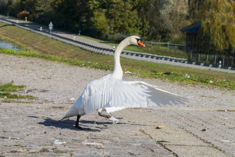 Swan Attacks and Beats Wildly with His Wings Stock Image - Image of ...