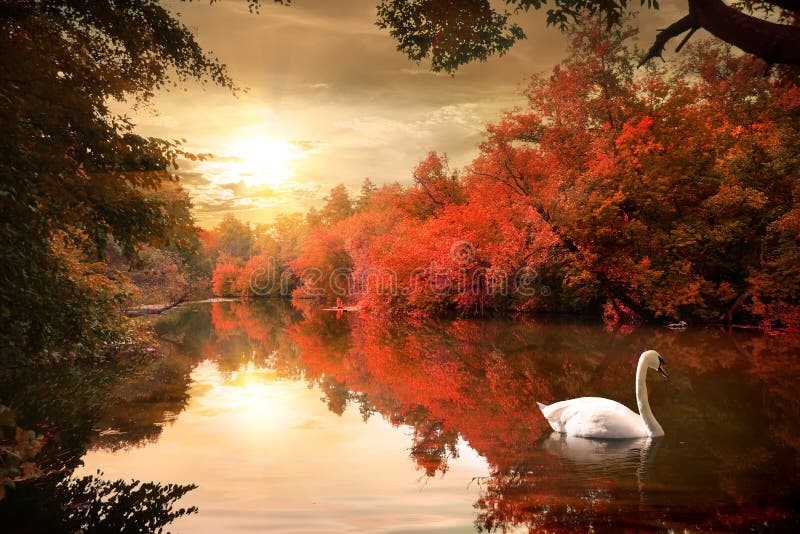 Swan in the autmn stock image. Image of cloud, park, horizontal - 43463723