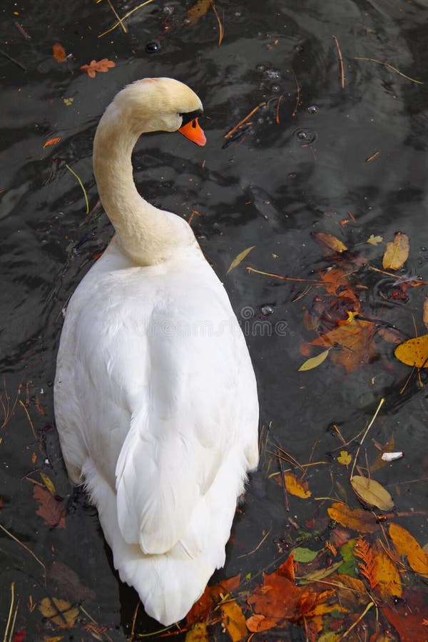 Swan in Autumn stock photo. Image of beak, wing, glide - 12201436