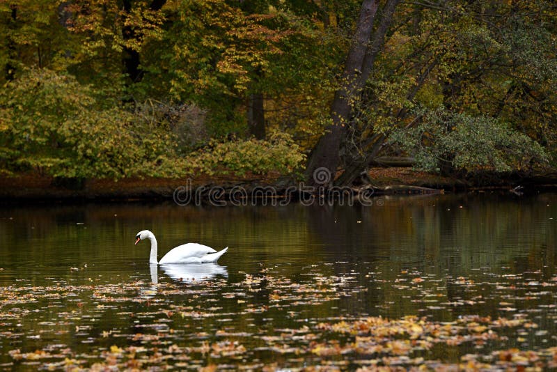 Swan an autumn park stock image. Image of life, swan - 161664981