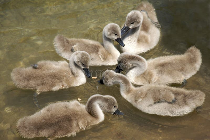 Swan baby stock image. Image of litle, cygne, youth, close - 14911293