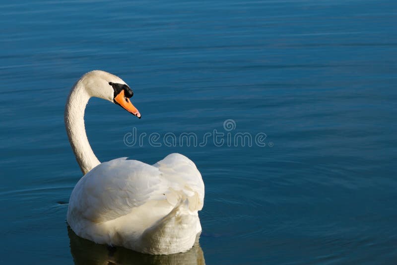 Swan of back stock photo. Image of elegant, animal, purity - 11845718