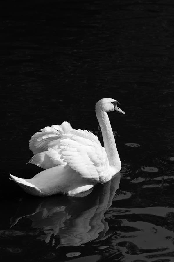 Swan of back stock photo. Image of elegant, animal, purity - 11845718