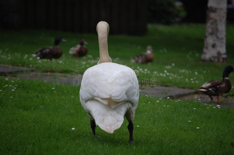 Swan of back stock photo. Image of elegant, animal, purity - 11845718