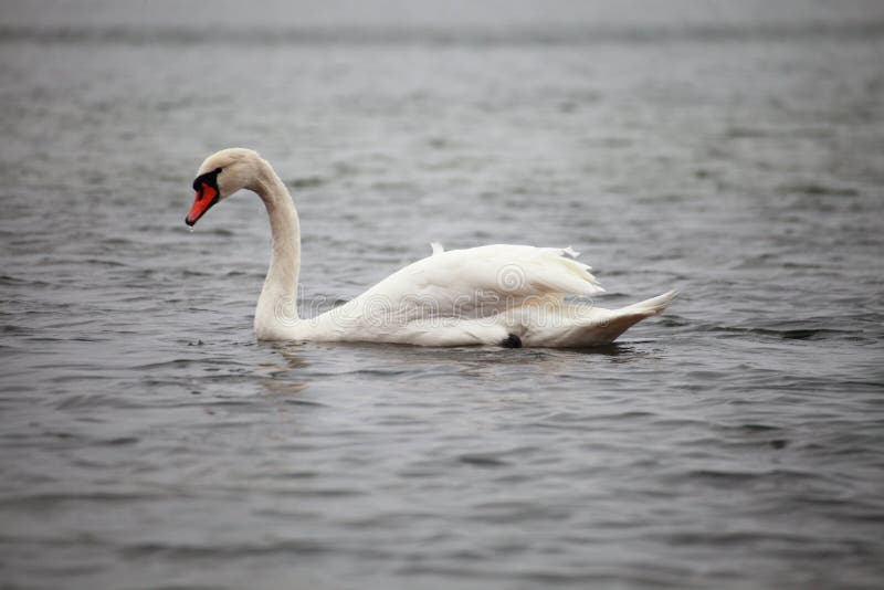 Swan on baltic sea stock image. Image of reflex, nature - 33759617