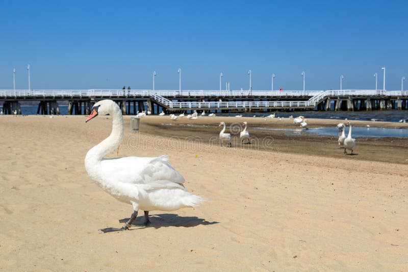 Swan on the beach in Sopot stock image. Image of pomerania - 31187243