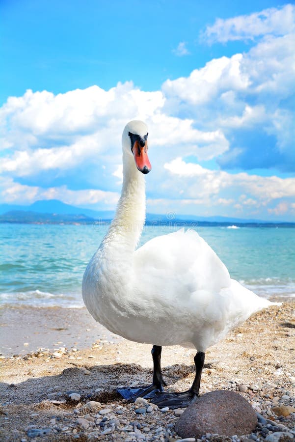 Swan on the beach stock photo. Image of bird, swan, clouds - 57821048
