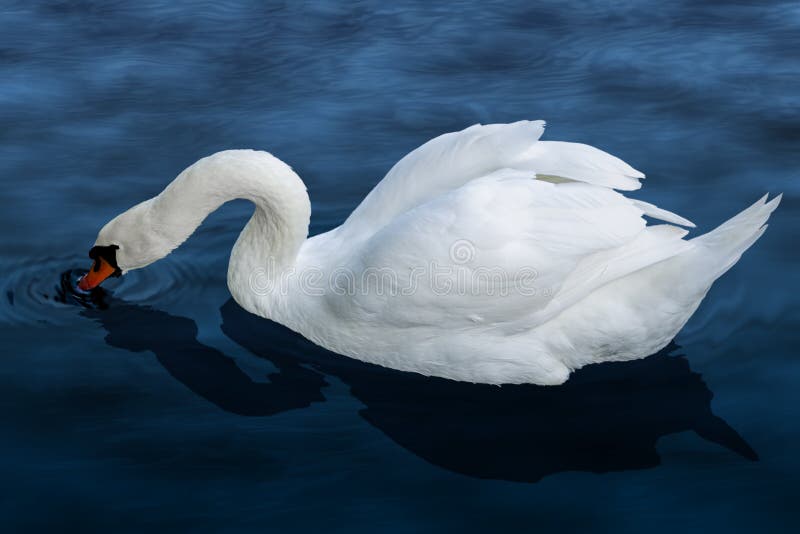 Swan stock image. Image of bird, purity, light, grace - 34470485
