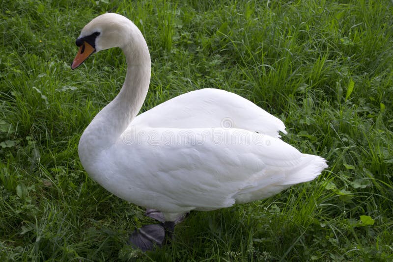 Swan stock image. Image of white, beautiful, swan, shore - 42031605