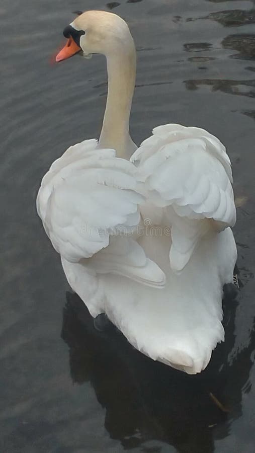Swan with beautiful wings stock image. Image of white - 219035797