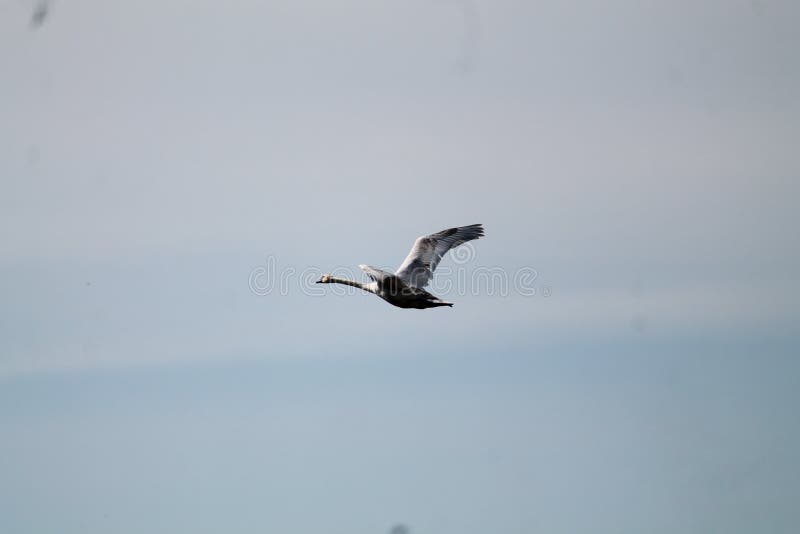 Swan stock photo. Image of adult, finch, hunter, landscape - 94376160