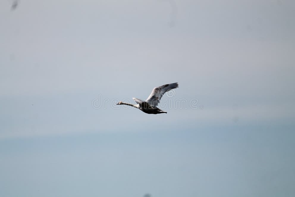 Swan stock photo. Image of adult, finch, hunter, landscape - 94376160