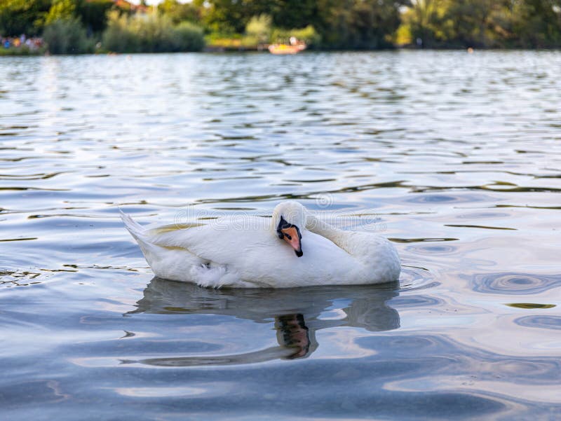 The Swan Bent Its Neck and Pressed it To Its Body. Stock Image - Image ...