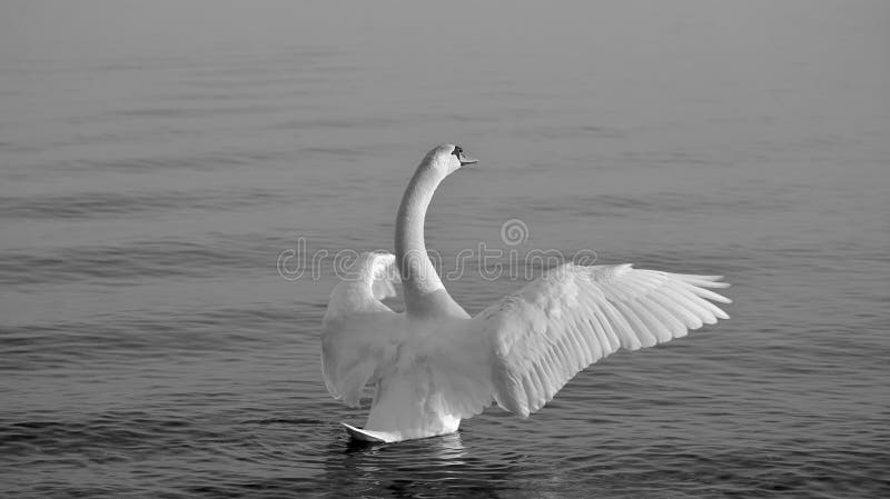 Swan with Big Spread Wing in Black and White Stock Image - Image of ...
