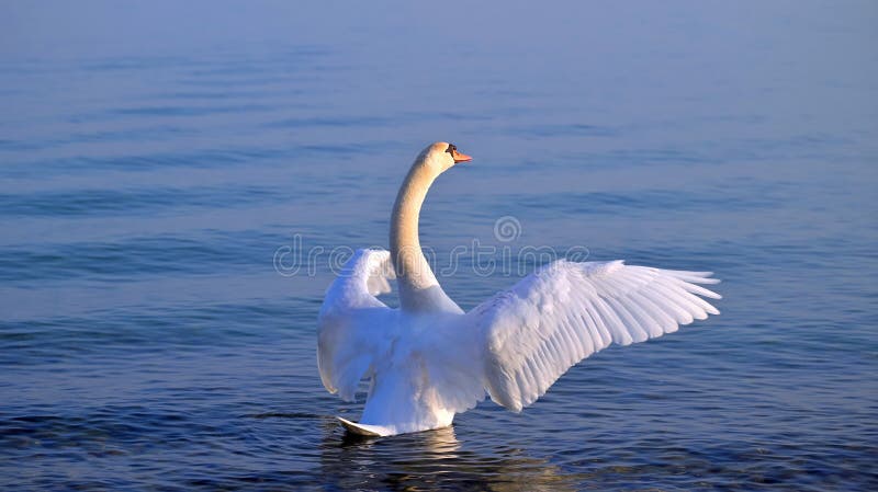 Swan with big spread wing stock image. Image of wings - 272462551