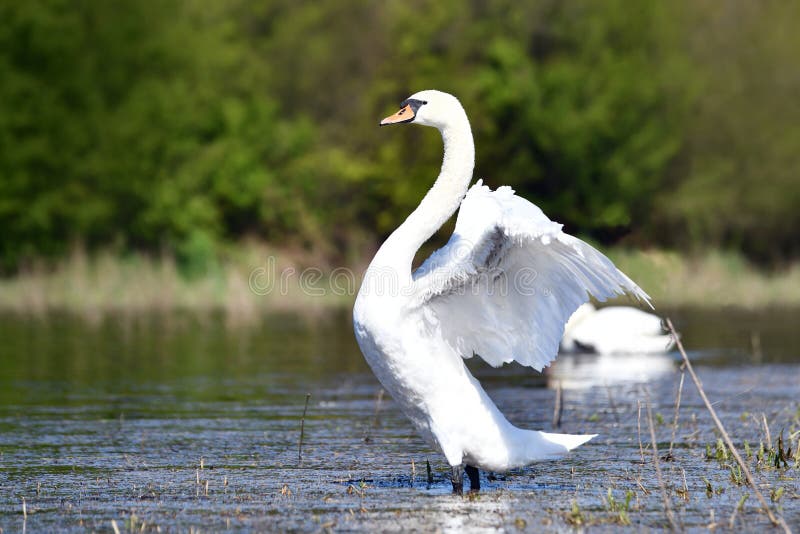 Swan Flapping Wings in Lake Stock Photo - Image of wild, outdoors ...
