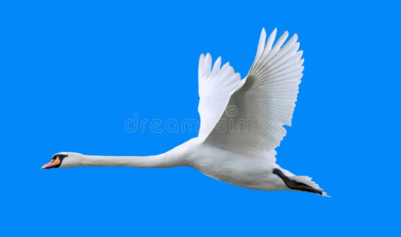 Swan bird in flight stock image. Image of america, ontario - 169674713