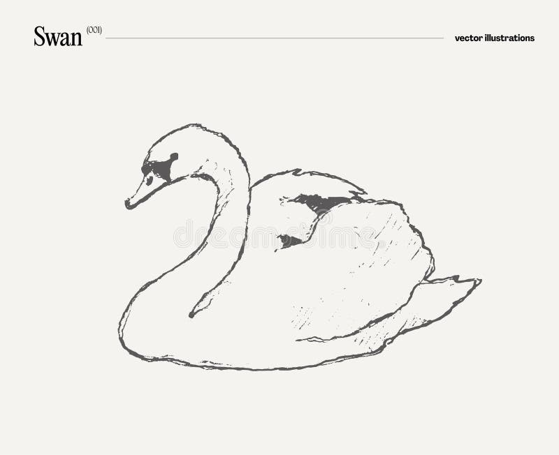 Swan Bird Realistic Hand Drawn, Sketch Stock Vector - Illustration of ...