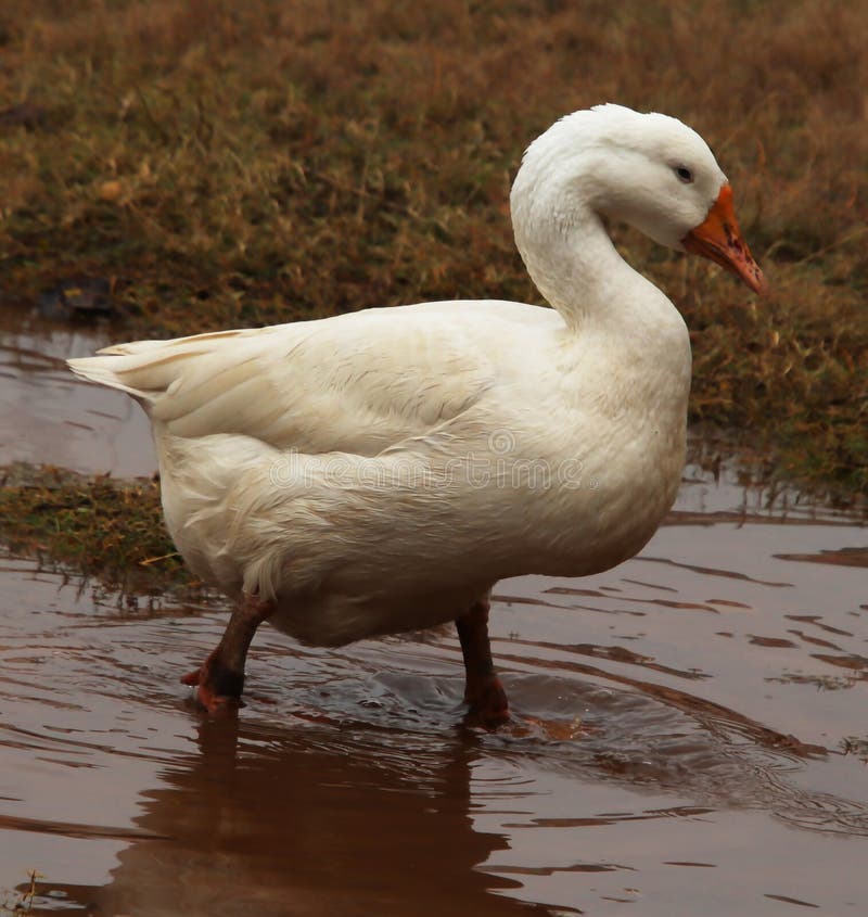Swan Bird Standing. Looking. Green Grass Stock Photo - Image of walking ...