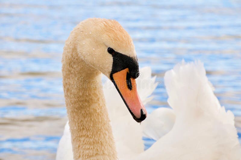 Swan, Bird, Water Bird, Beak Picture. Image: 118325662