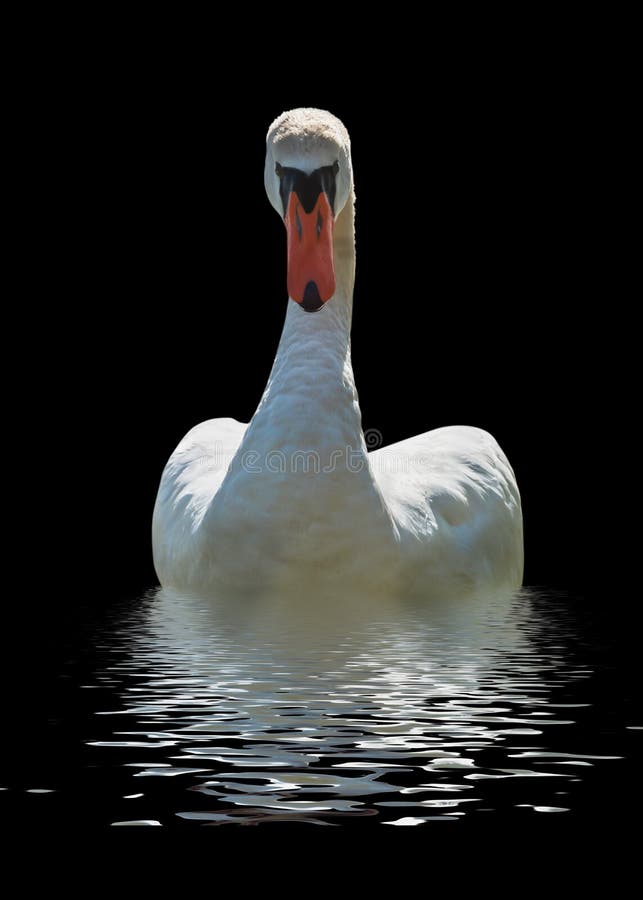 Swan on a black surface stock photo. Image of reflection - 248250294