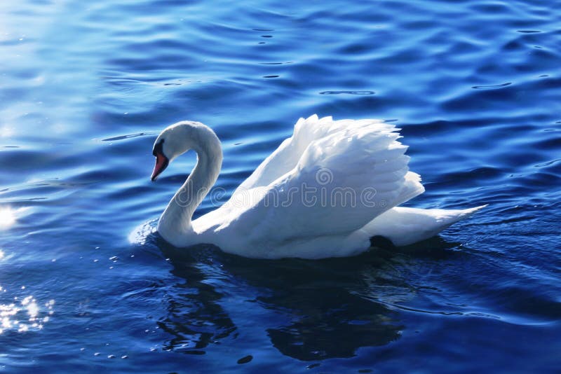 Swan blue lake stock image. Image of beak, wild, clean - 12393037